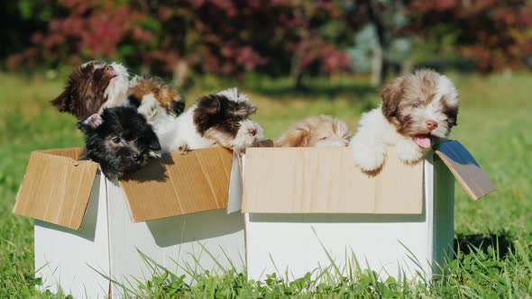 Lovely Puppies in the Box, Stock Footage | VideoHive