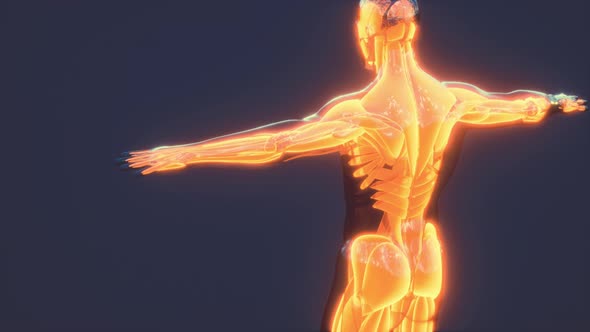 Human Muscular System Anatomical Infographic, Motion Graphics | VideoHive