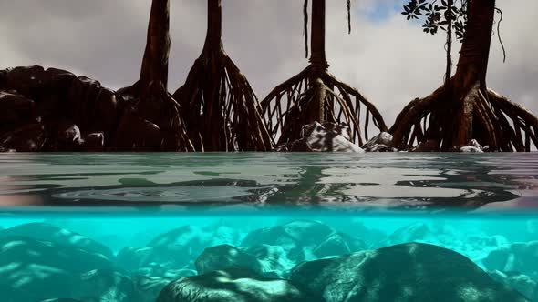 Above and Below the Sea Surface Near Mangrove Trees, Motion Graphics