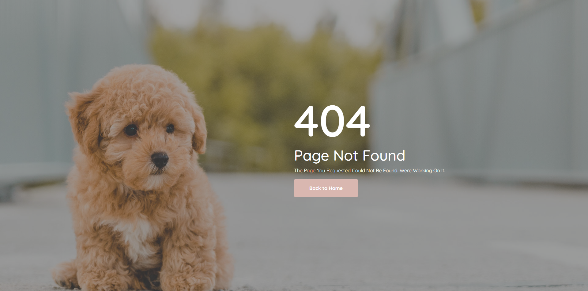 Paws - Pet Care and Animal Shelter HTML Template by Rometheme | ThemeForest