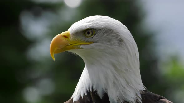 bald eagle looks and blinks 4k closeup, Stock Footage | VideoHive