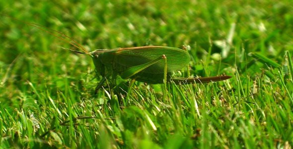 Green Locust in Grass, Stock Footage | VideoHive