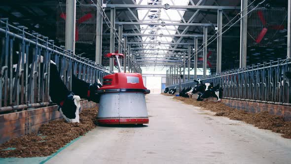 Robotic Feed Pusher is Helping Farm Cows to Eat Hay, Stock Footage