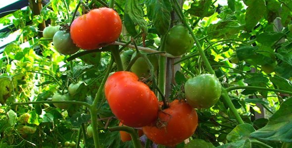 Picking Ripe Tomatoes, Stock Footage | VideoHive