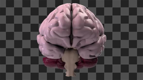 Brain Rotating, Motion Graphics | VideoHive