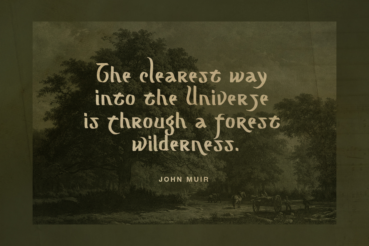 Mograph - Wild Handwritten Font, Fonts | GraphicRiver