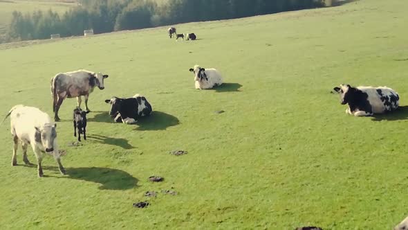 Slow pass through a herd of cows grazing on pasture in lush green field ...
