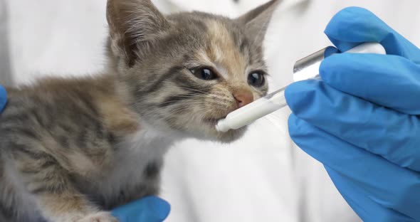 Little Gray Kitten Drinks Milk From a Pipette Veterinarian Taking Care ...