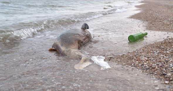 Dead Dolphin at Polluted Waters . Sea Pollution Toxic Plastic Garbage ...