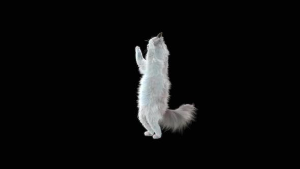 Cat Cheering HD, Motion Graphics | VideoHive