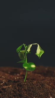 Dry Seedling Climate Change Plant Fading Vertical, Stock Footage ...