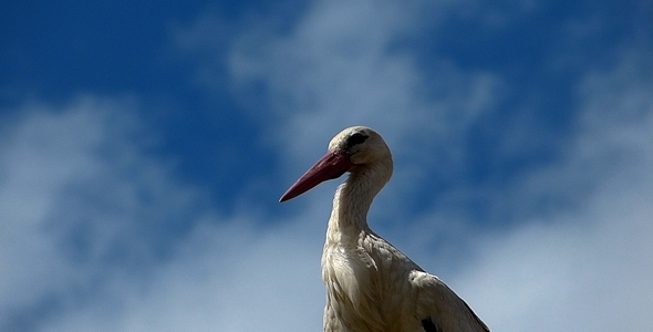 Stork 1, Stock Footage | VideoHive