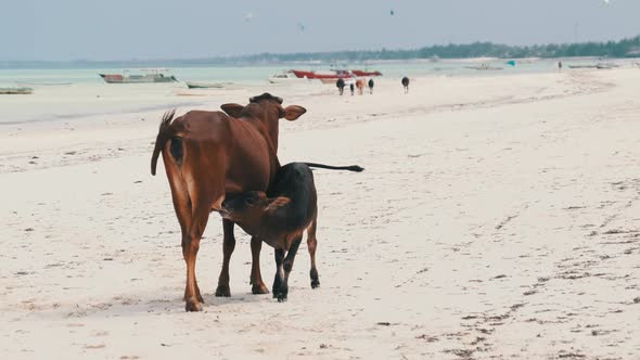 African Humpback Cow Feeds a Calf on a Tropical Sandy Beach By Ocean ...
