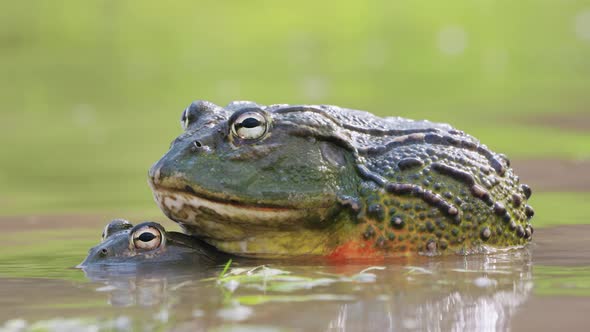 A couple of African giant bullfrogs mating in water, South Africa ...