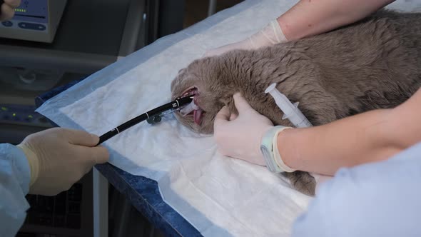Endoscopic Examination of Cat at the Clinic, Stock Footage | VideoHive