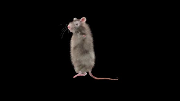 Rat Dancing Hd, Motion Graphics | VideoHive