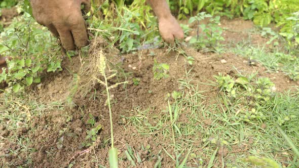 Farmer plucking grass by hand., Stock Footage | VideoHive