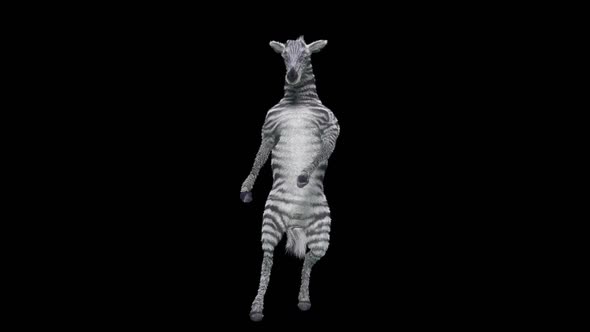 28 Zebra Dancing HD, Motion Graphics | VideoHive