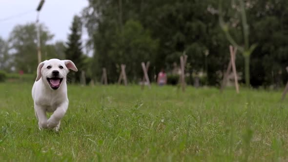 White Labrador Puppy Running in the Park, Stock Footage | VideoHive