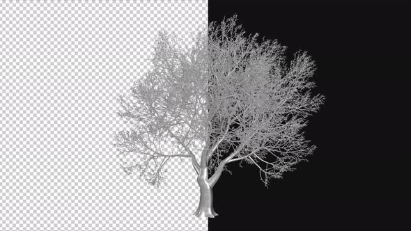 Silver Tree Growth Animation, Motion Graphics | VideoHive