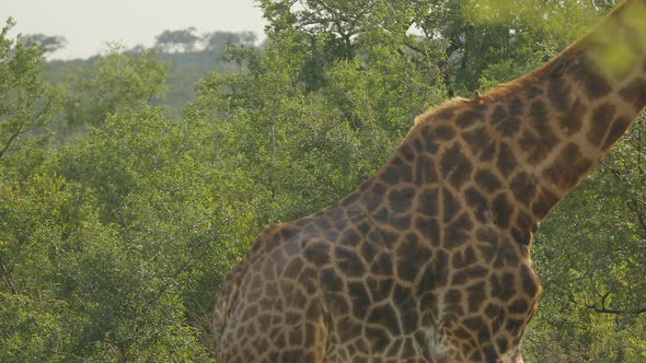 A bird in a protocooperation behavior snapping giraffe ticks., Stock ...