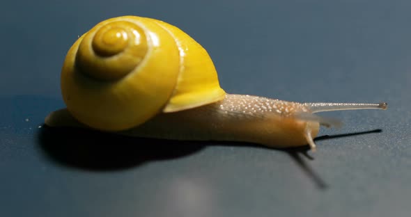 The Yellow Snail Macro Shot, Stock Footage | VideoHive