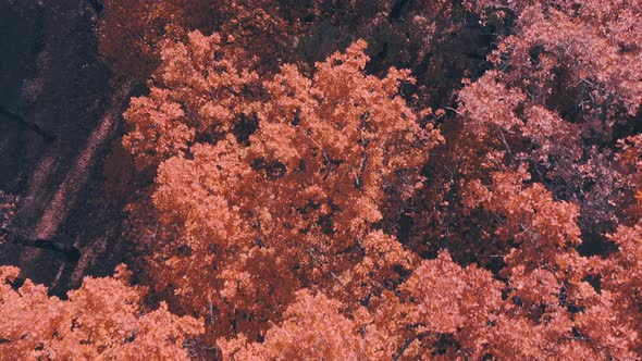 Autumn Season in Fall Orange, Stock Footage | VideoHive