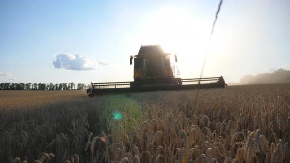 Grain Harvester Gathering Wheat at Sunset Time, Stock Footage | VideoHive