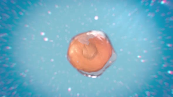 Phases of the cell cycle, Motion Graphics | VideoHive