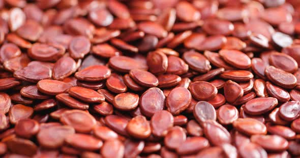 Red melon seed, Stock Footage | VideoHive