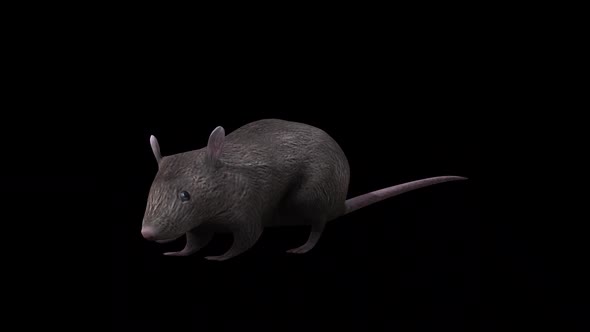 Brown Rat Eat Front Side View, Motion Graphics | VideoHive