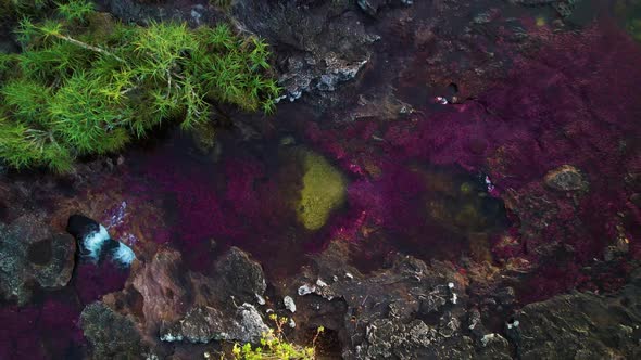 River of seven colors Caño Cristales flowing through a rainforest ...