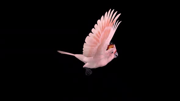 White Doves - Flock of 5 - Flying Transition by VideoMagusFX | VideoHive