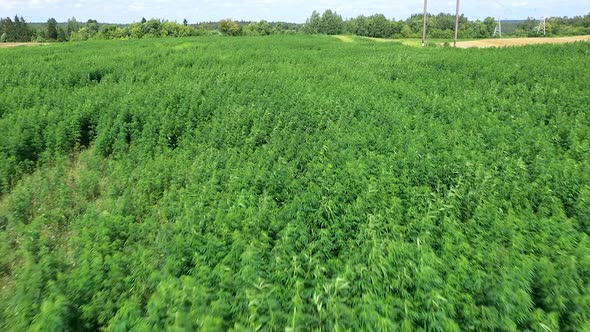 (50 FPS) Waving Cannabis Weed, Stock Footage | VideoHive