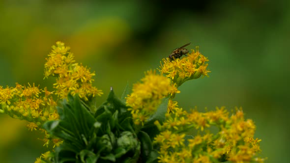 Insect foraging in striking yellow and green flowers with bokeh ...