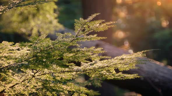 Pollen Blowing Past Branches Lit Up At Sunset, Stock Footage | VideoHive