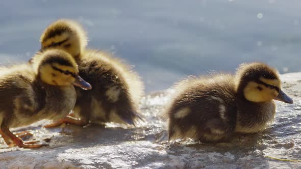 Baby ducklings on a rock shaking off water and cleaning themselves ...