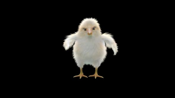17 Baby Chicks Dancing HD, Motion Graphics | VideoHive