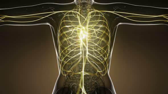 Human Body with Glow Blood Vessels, Motion Graphics | VideoHive