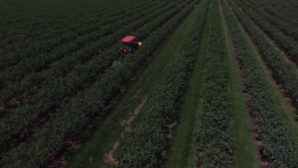 Aerial view of tractor mowing and spraying blueberry field, Stock Footage