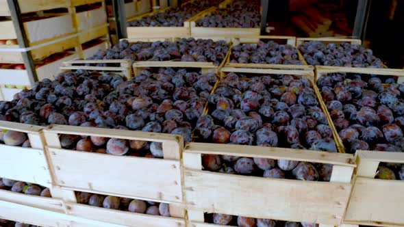 Plums in Boxes, Stock Footage | VideoHive