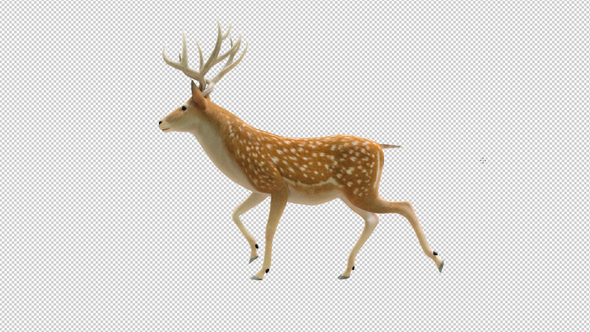 Deer Walk, Motion Graphics | VideoHive