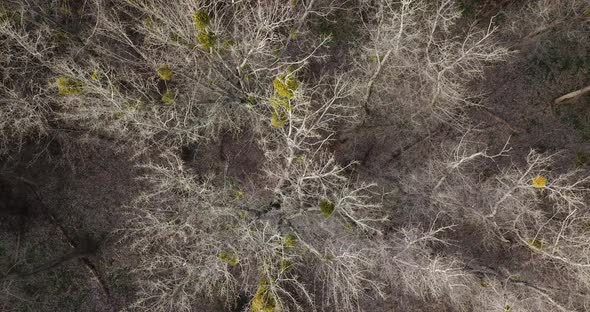 Aerial View From Above of Autumn Forest Gray Trees Bald Trees in Late ...