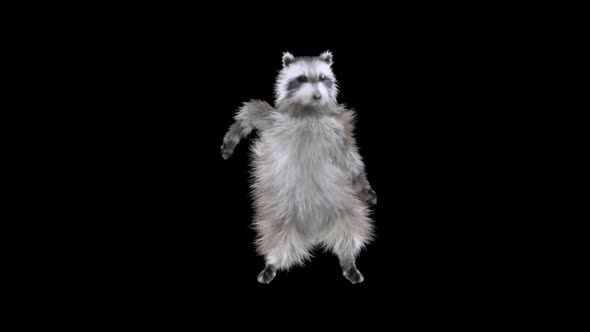 Raccoon Dancing HD, Motion Graphics | VideoHive