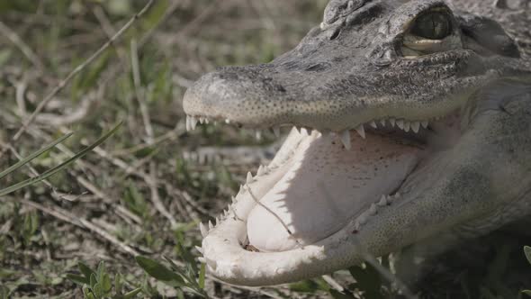 Alligator jumps around slow motion close up, Stock Footage | VideoHive