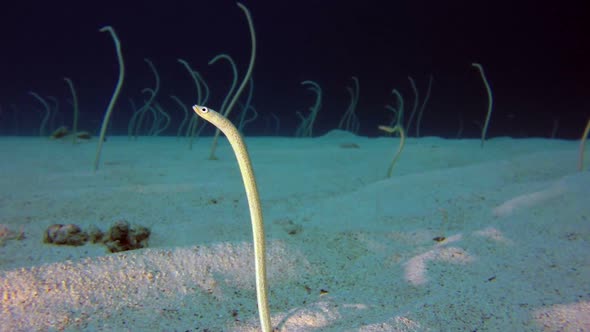 Underwater Beautiful Garden Eels, Stock Footage | VideoHive