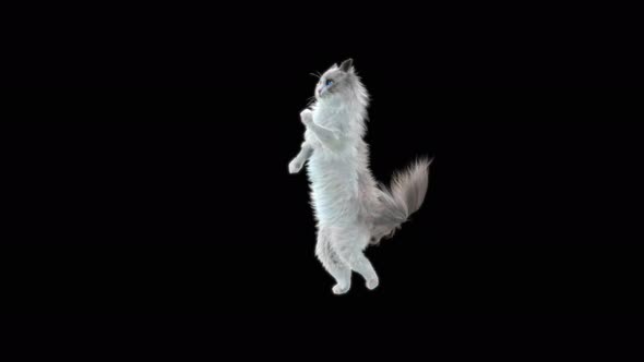 Cat Dancing 4K, Motion Graphics | VideoHive