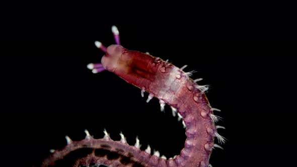 Polychaeta worm under a microscope, Stock Footage | VideoHive