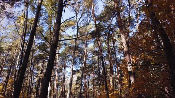 Flying a drone slowly through the forest. Colorful trees, autumn ...