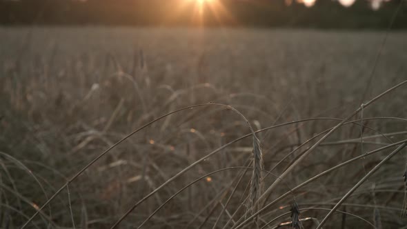 Organic Rye Field Meadow at Sunset, Stock Footage | VideoHive